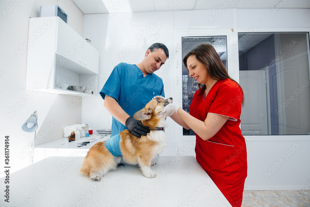 In a modern veterinary clinic, a thoroughbred Corgi dog is examined ...