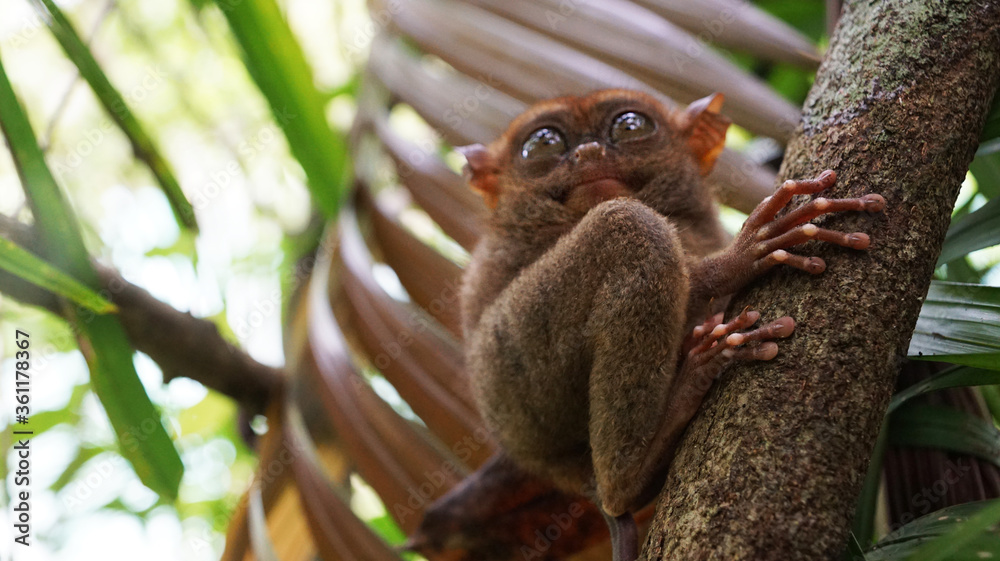 small furry tarsier from Bohol island in Phillipines seat on tree ...