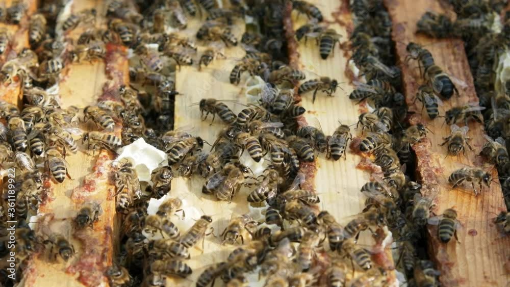 Work bees in hive. Bees convert nectar into honey and cover it in ...