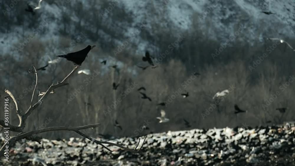 Crow croaks on a tree branch. Epic flock of birds. Damage nature ...