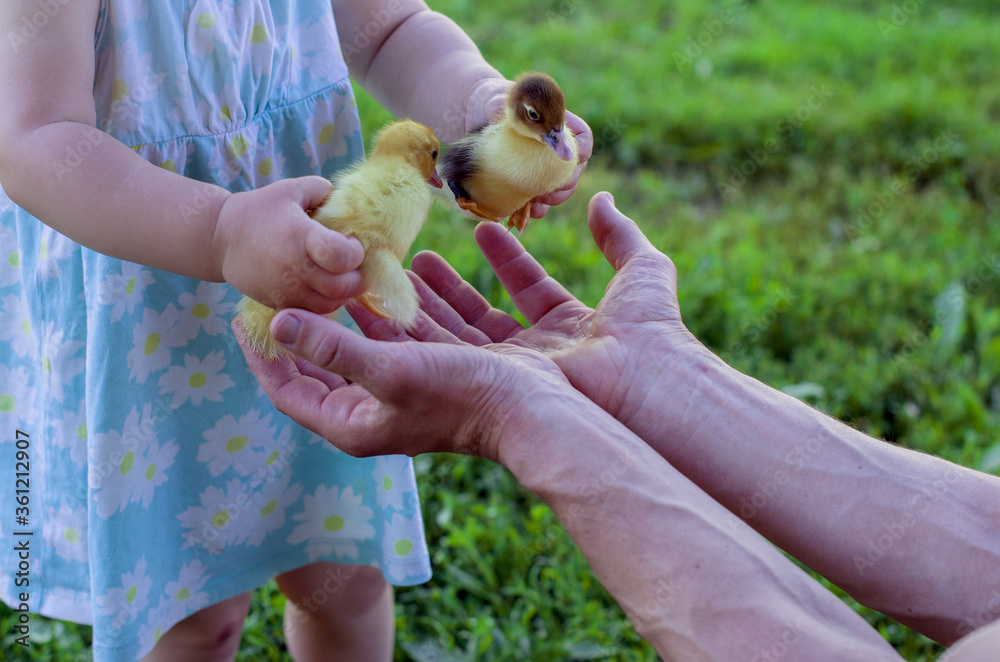 Little girl playing with two ducklings. Vacation in the country. Easter ...