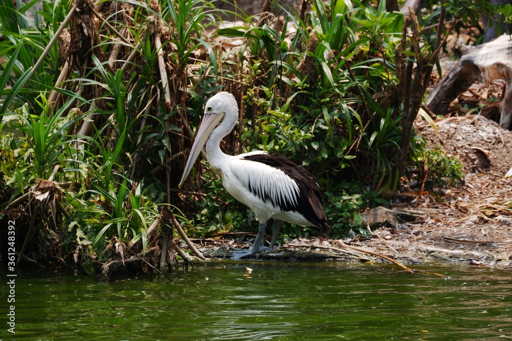 Large white pelicans are animals that live in groups in swamps or ...