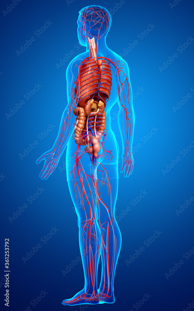 3d rendered medically accurate illustration of the male circulatory ...