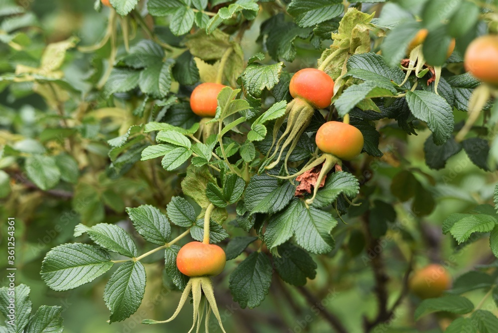 Rugosa rose is Rosaceae deciduous shrub and grows on the beach. The ...