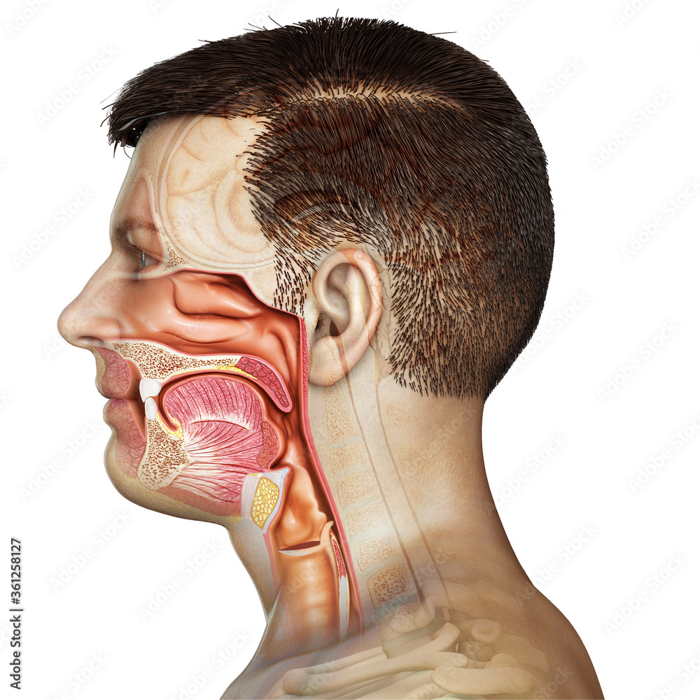 3d rendered, medically accurate illustration of male Trachea and ...