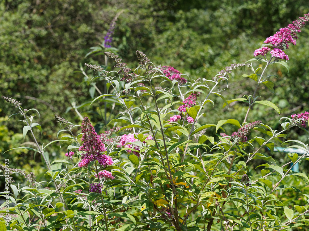 Buddléia de David ou Arbre aux papillons (Buddleja davidii). Arbuste à ...