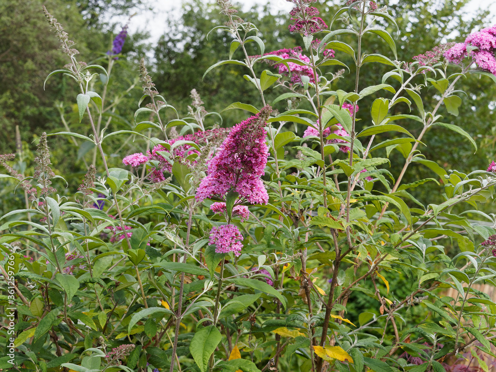 Buddléia de David ou Arbre aux papillons (Buddleja davidii). Arbuste à ...