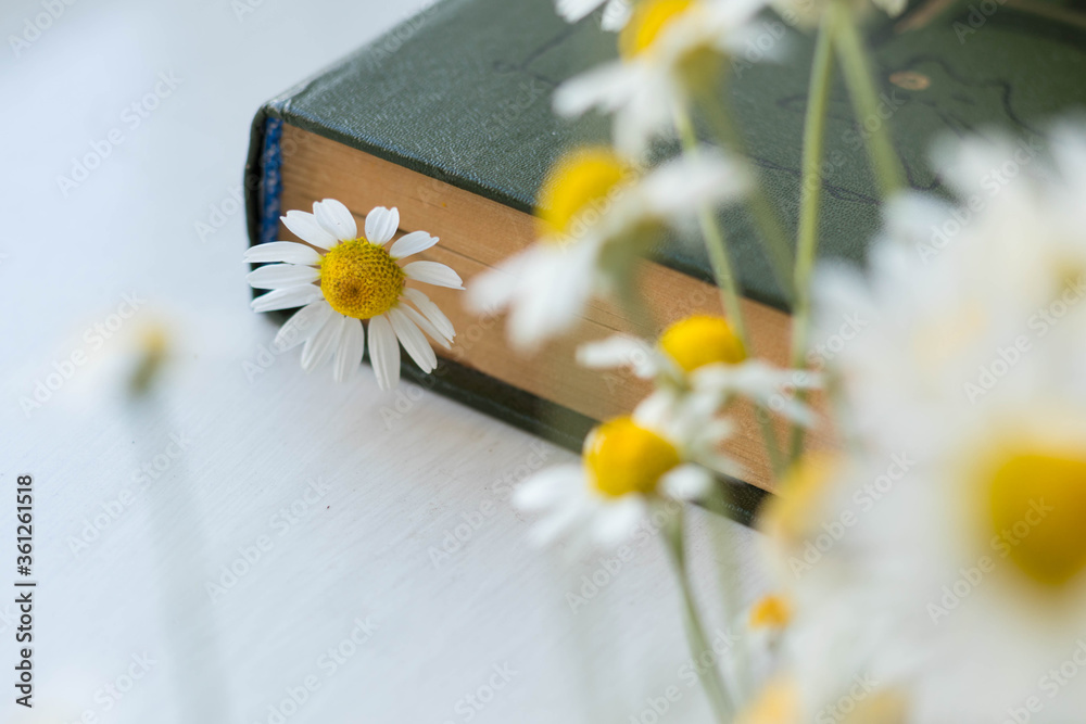 Old book with a flower inside, a daisy in a book, drying flowers and ...