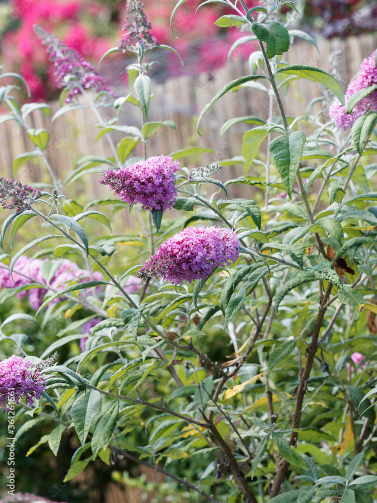 Foto de Buddleja davidii - Buddléia de David ou Arbre aux papillons à ...