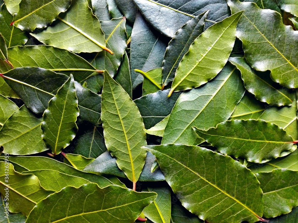 Bay leaf or laurel (laurus nobilis) pattern texture background. Organic ...
