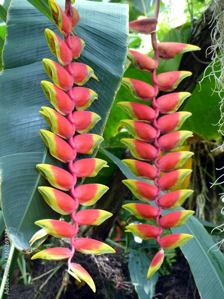 Heliconia, also popularly known as lobster-claw, wild plantain or false ...