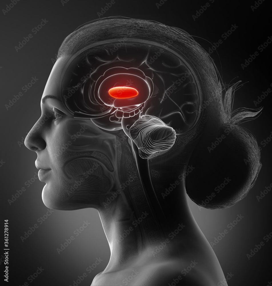 3d rendered medically accurate illustration of a female brain anatomy ...