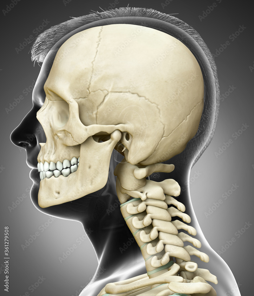 3d rendered, medically accurate illustration of a male scull and neck ...