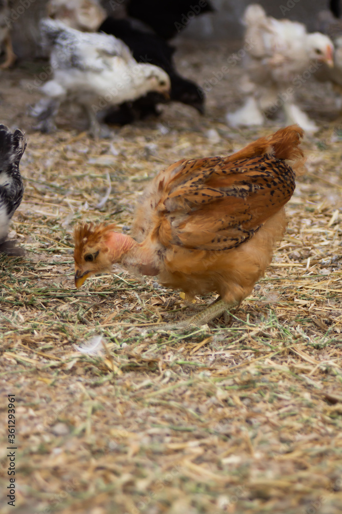 Baby Chicks Running Around