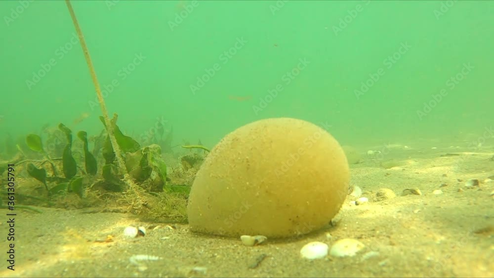 Polyp Jellyfish at mar menor, Europe's biggest saltwater lagoon. A ...