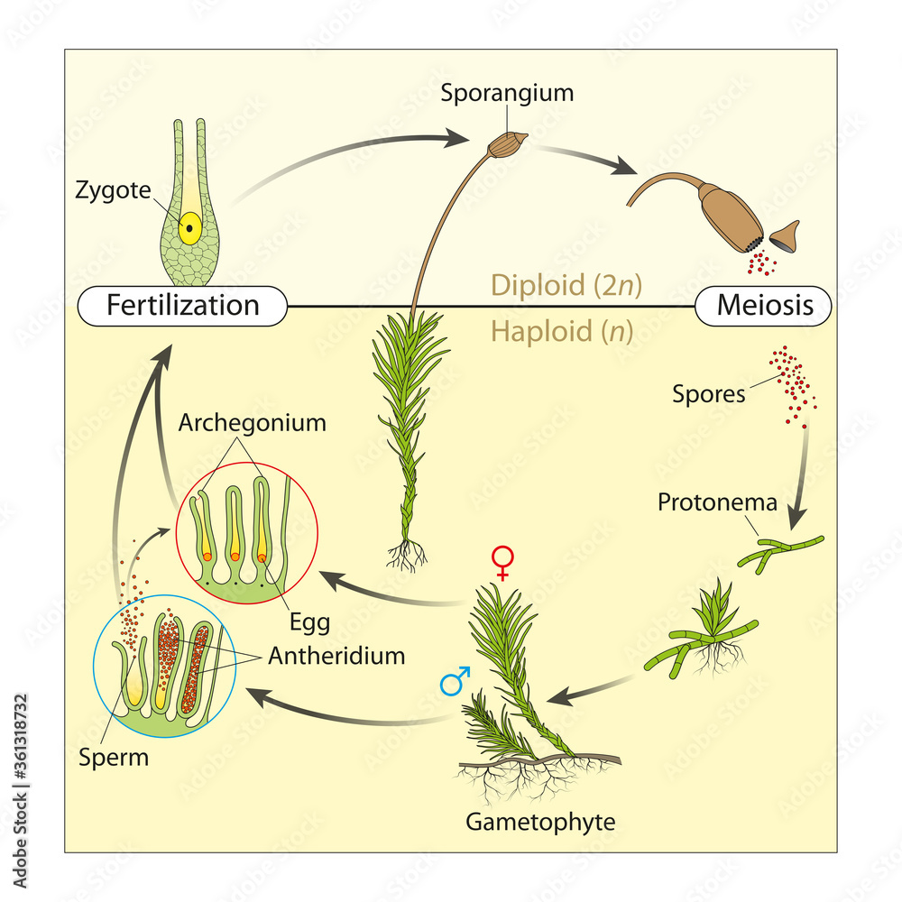 Moss life cycle Stock Illustration | Adobe Stock