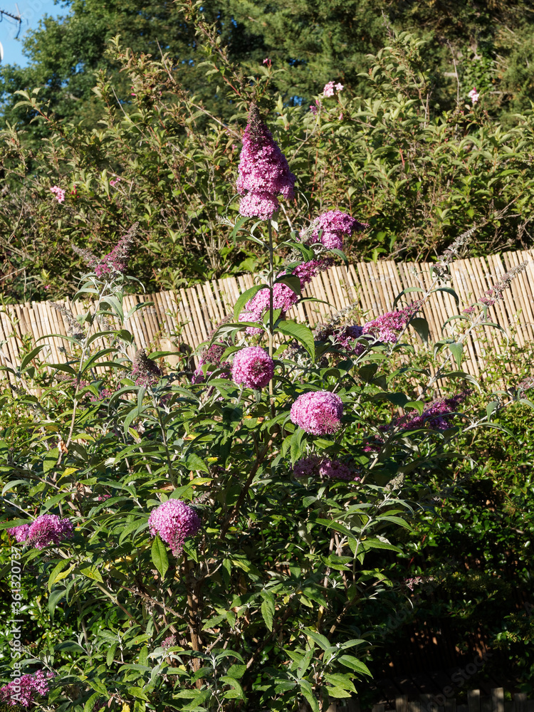Stockfoto Buddleja davidii - Buddléia de David ou Arbre aux papillons ...