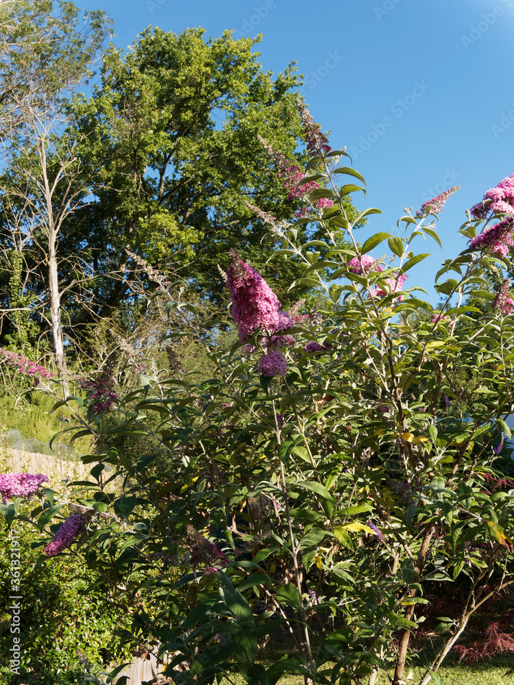 Foto de Buddleja davidii - Buddléia de David ou Arbre aux papillons à ...