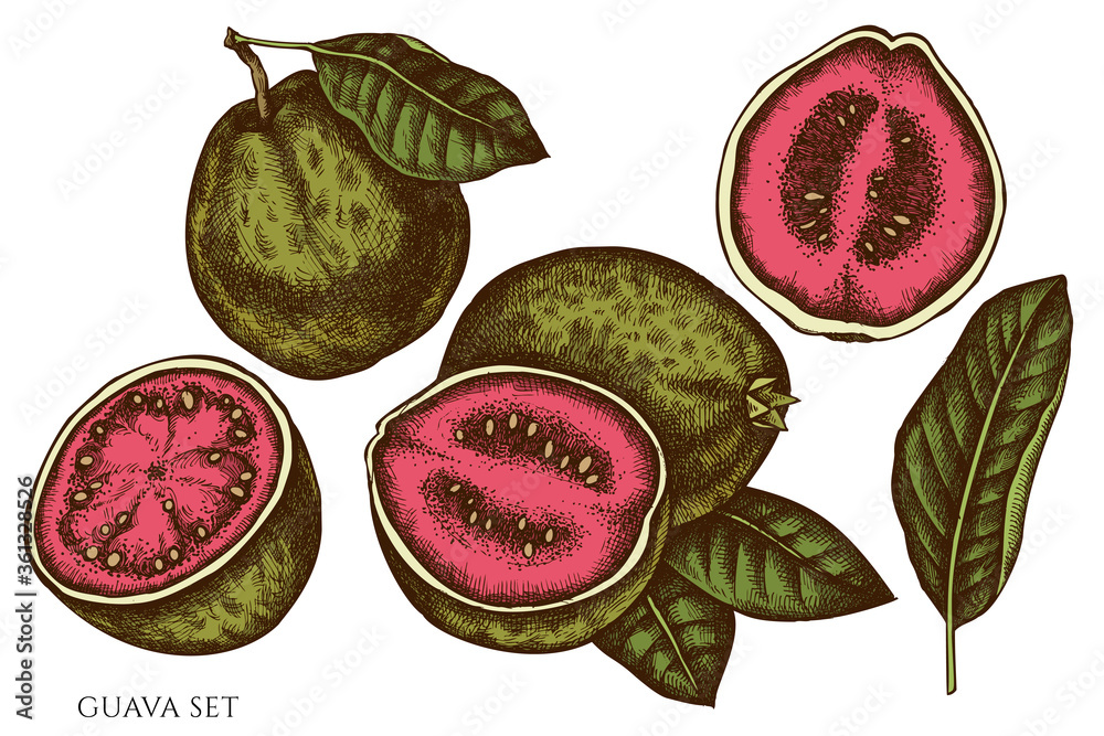 Vector set of hand drawn colored guava Stock Vector | Adobe Stock
