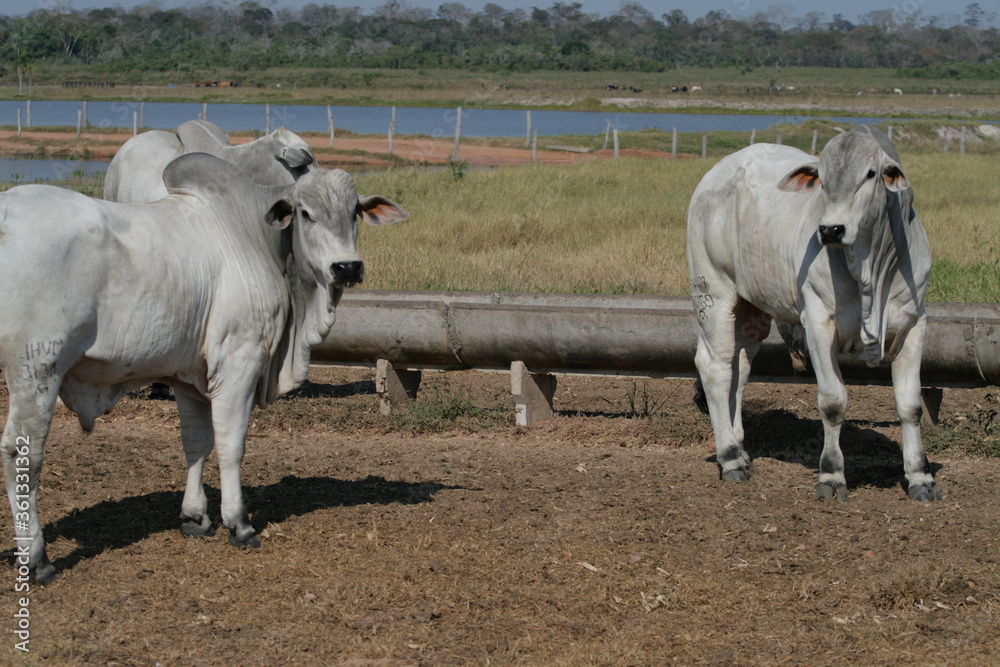 Pecuária, Bovinocultura, Nelore, Fazenda, Mato grosso, Cerrado, Brasil ...
