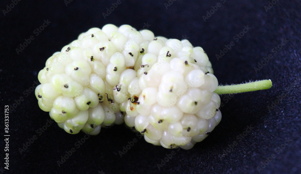 Morus alba, white mulberry. The fruit of the white mulberry. ภาพถ่าย ...