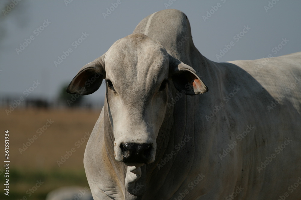 Pecuária, Bovinocultura, Nelore, Fazenda, Mato grosso, Cerrado, Brasil ...