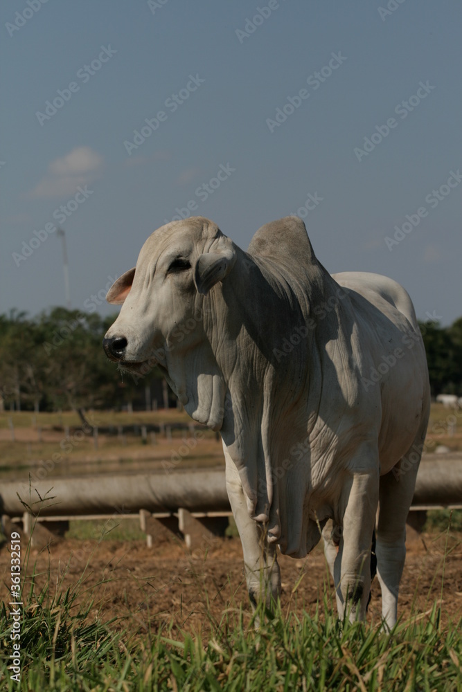 Pecuária, Bovinocultura, Nelore, Fazenda, Mato grosso, Cerrado, Brasil ...
