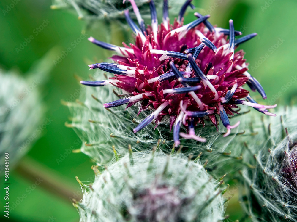 burdock flowers plants with the Latin name Arctium lappa, macro Stock ...