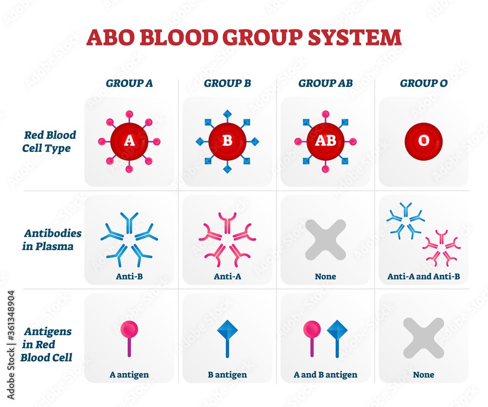 ABO blood group types vector illustration chart Stock Vector | Adobe Stock
