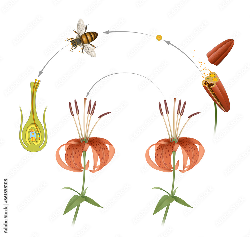 Pollination is the sexual method of reproducing in all plants by the ...