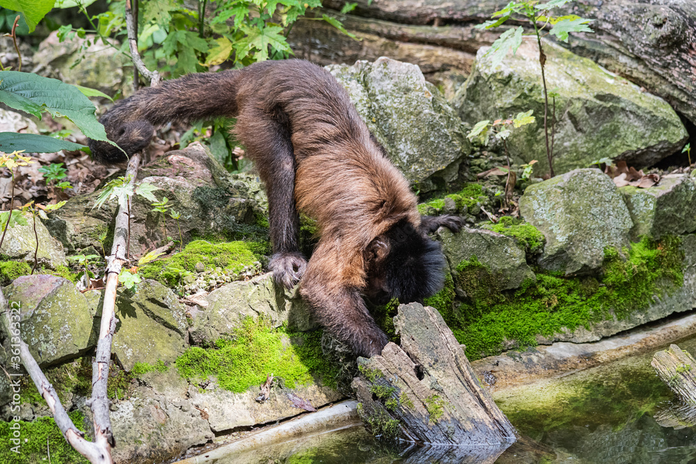A monkey in nature. A monkey by the water. Robust capuchin monkeys are ...