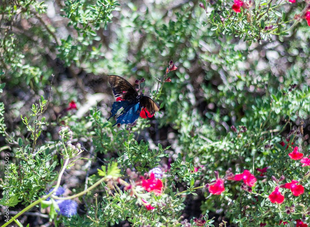 Red and Blue butterfly Stock Photo | Adobe Stock