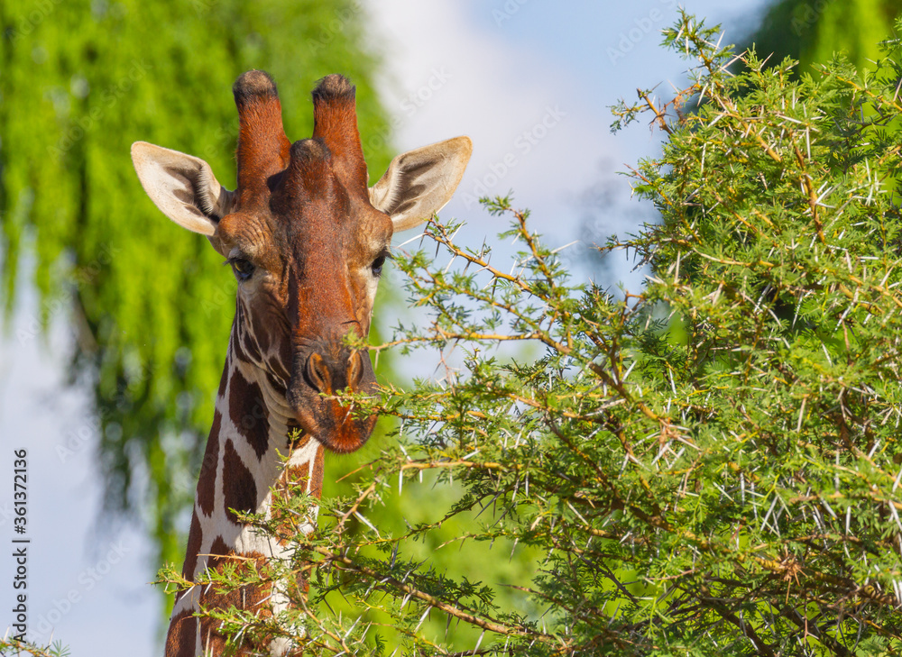 Reticulated giraffe (Giraffa camelopardalis reticulata) feeding on ...