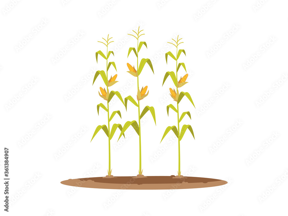 Corn plants semi flat RGB color vector illustration. Local production ...