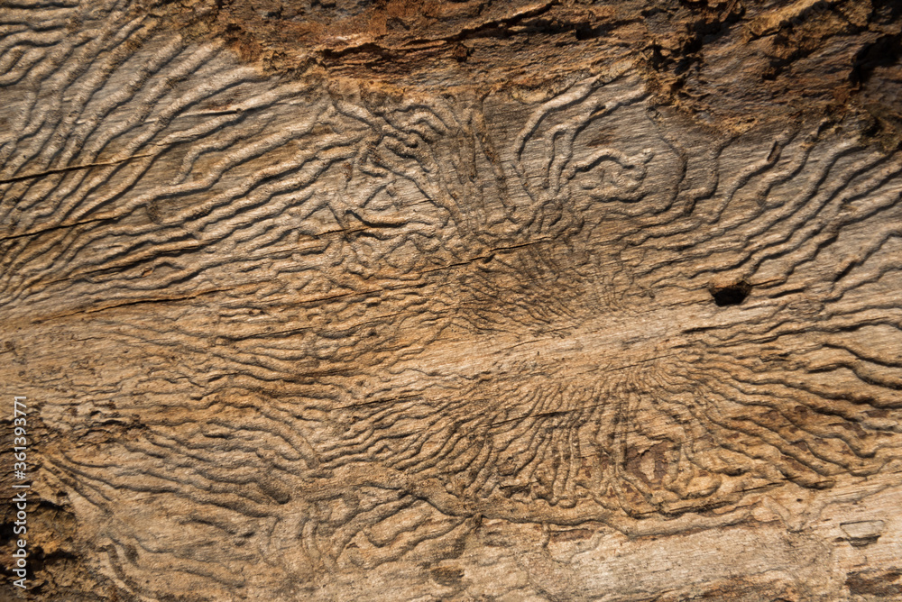 Structure of a worm-eaten tree. Insect passages, natural pattern ...