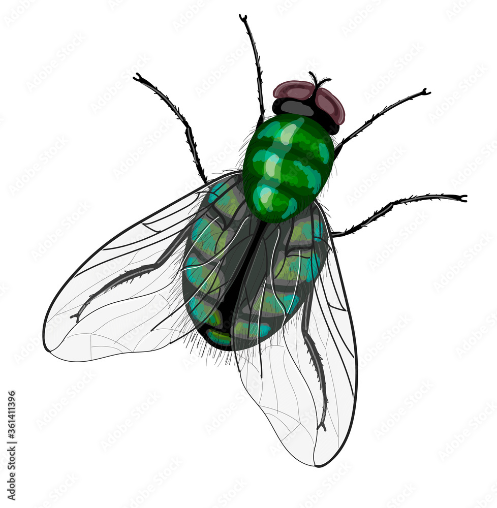 Insect fly is green. Drawing isolated on a white background. Stock ...
