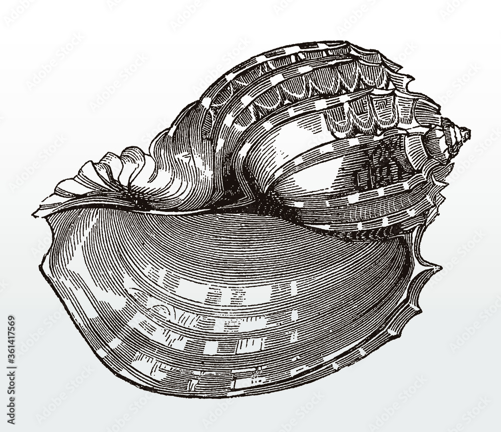 Shell of the ventral harp, harpa cabriti after an antique illustration ...