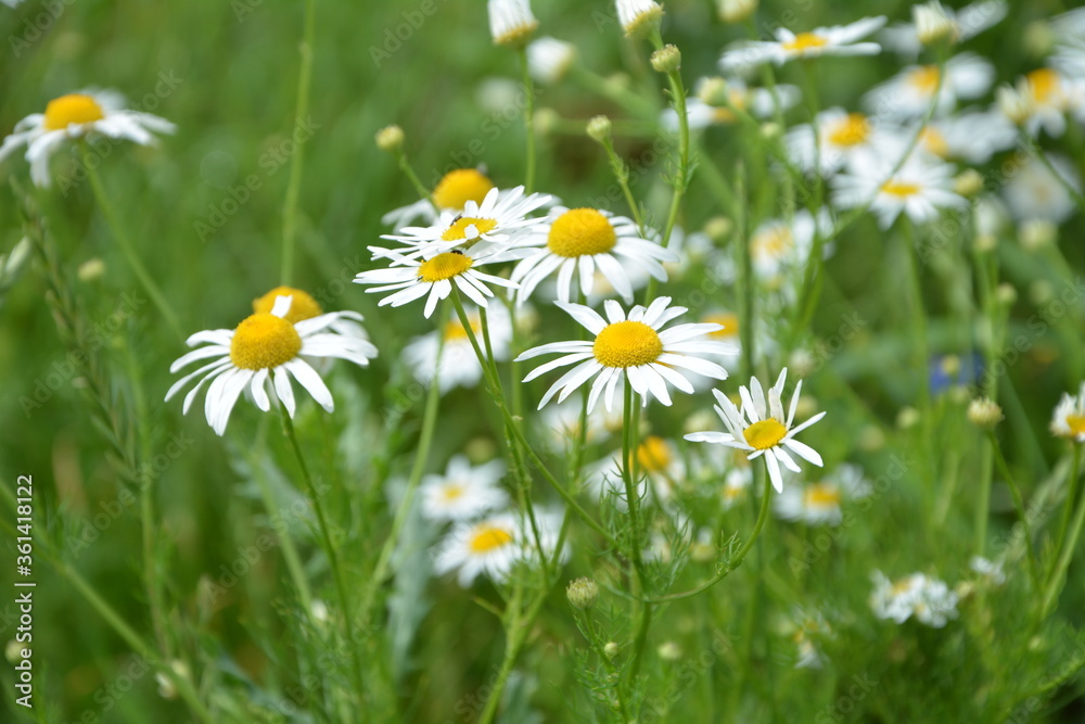 Scentless Mayweed - Tripleurospermum inodorum. Scentless false mayweed ...