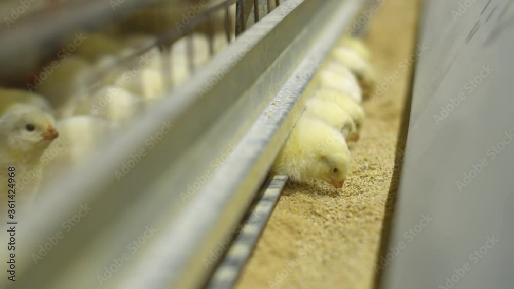 Small yellow chickens peck seeds at poultry farms. Small chickens eat ...