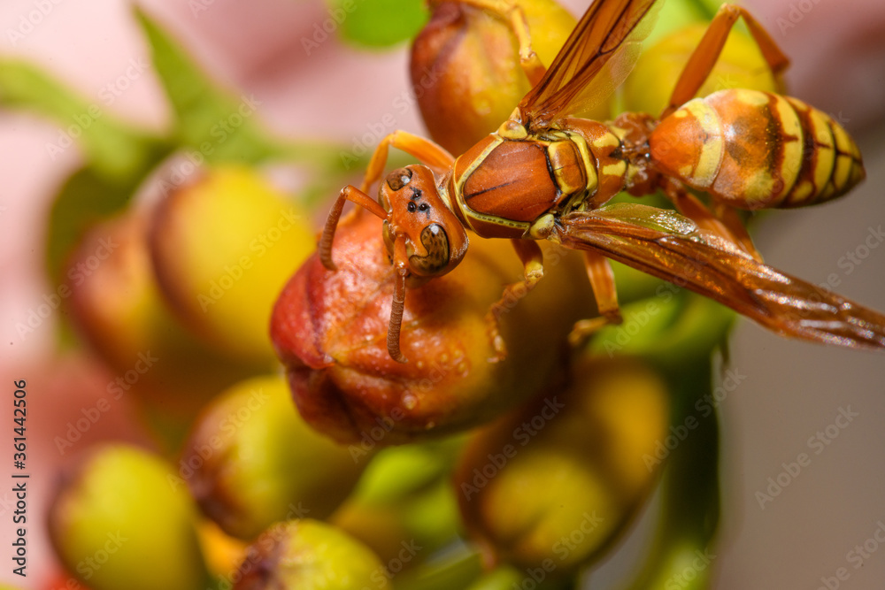 Texas paper wasp - Polistes apaches fuscatus texanus - , Apache wasp ...