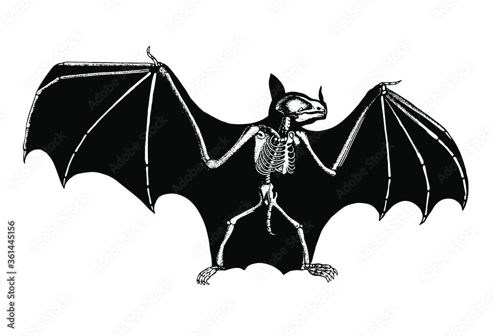 Bat Skeleton Diagram – Layered Vector Stock Vector | Adobe Stock