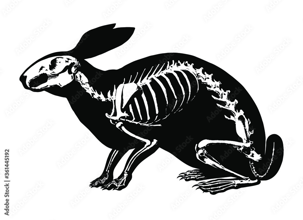 Rabbit Skeleton Diagram – Layered Vector Stock Vector | Adobe Stock
