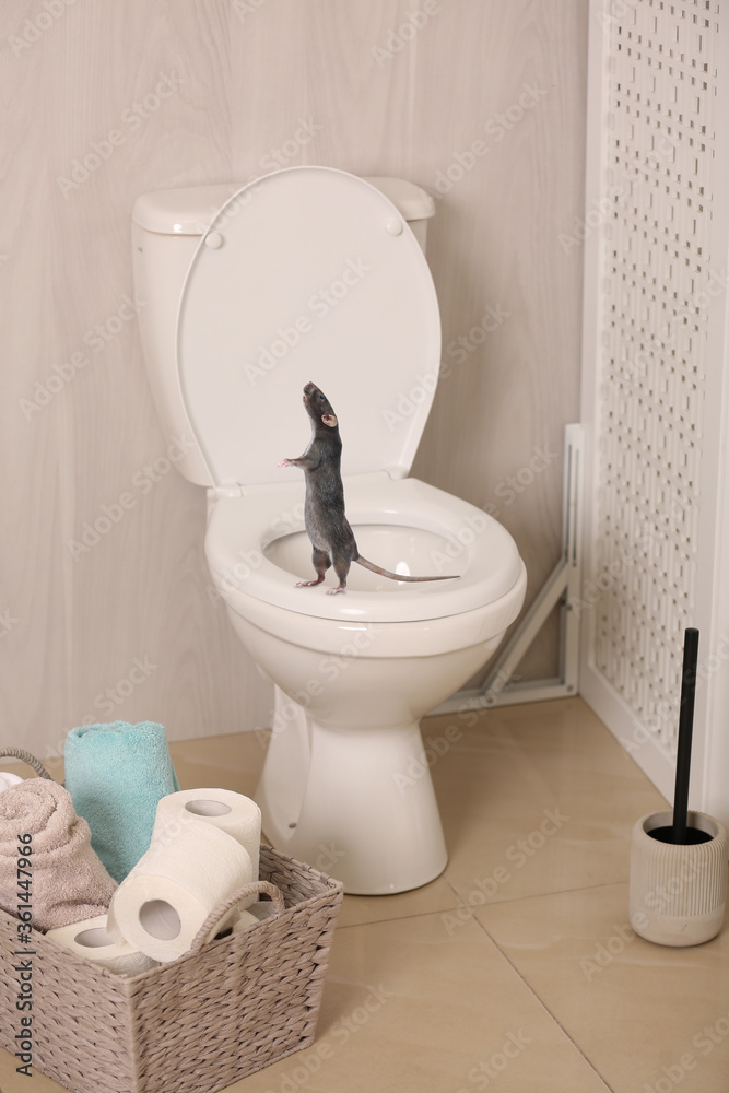 Rat on toilet bowl in light bathroom Stock Photo | Adobe Stock
