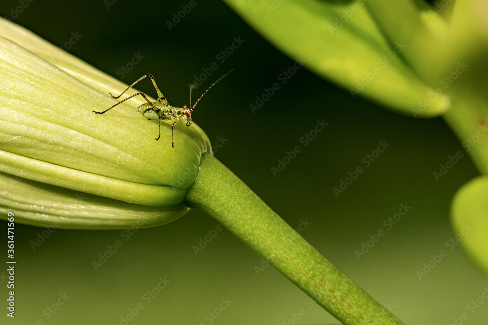 Macro Photography of a Cricket Insect on a Bud of Lily Flower Stock ...