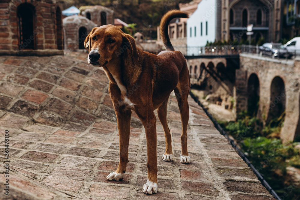 friendly walking animals in downtown Tbilisi: street dog walking in ...