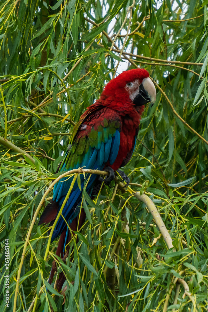 Scarlet Macaws, Ara macao, bird sitting on the branch. Macaw parrots in ...