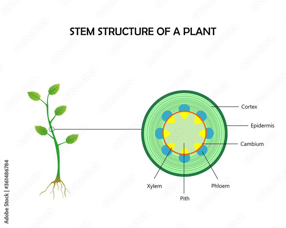 Stem structure of a plant ,cross section, dicot.botanical vector ...