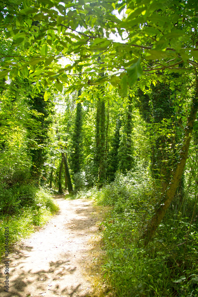 Bosque verde, paseo por el bosque, verde, verano, dia de sol, luz y ...