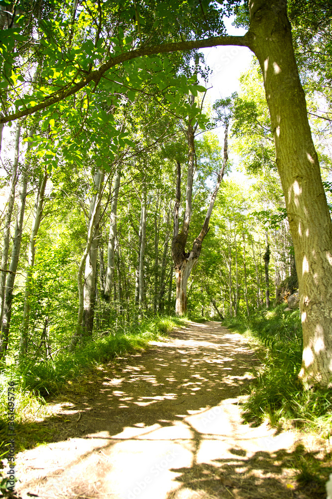 Bosque verde, paseo por el bosque, verde, verano, dia de sol, luz y ...