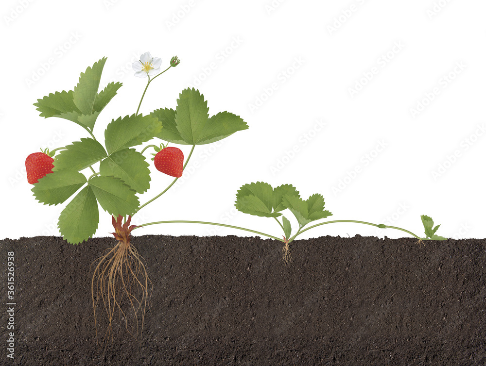 Strawberry plant with roots, flowers and fruits reproduction Stock ...